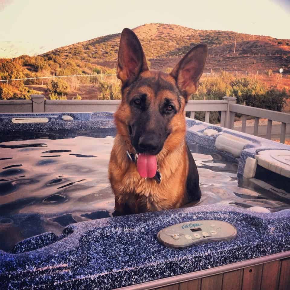 Wüstenberger-Land | For trained German shepherds | Family raised