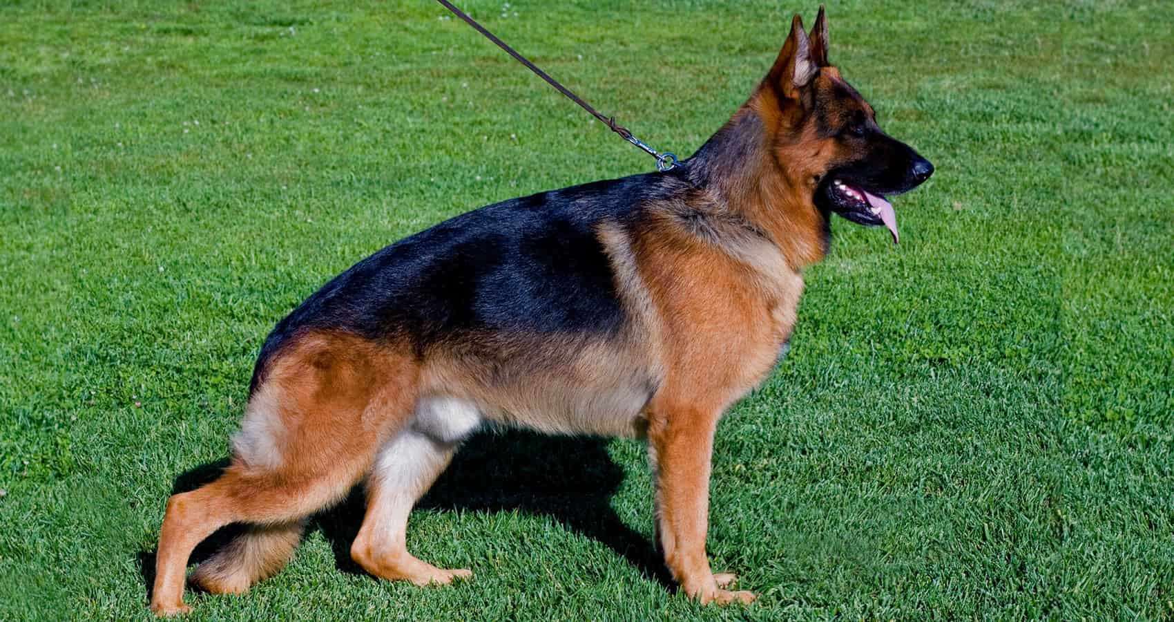 Bloodline German Shepherds - Protection and Training for Families