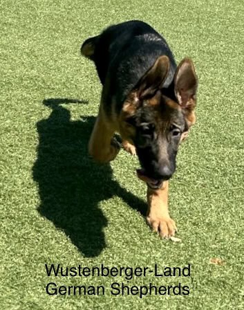 German Shepherd Bloodline Puppies for Sale in CA