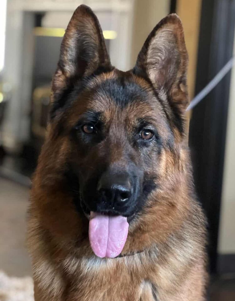 kempkes Executive k9s | German Shepherd Breeders and Trainers