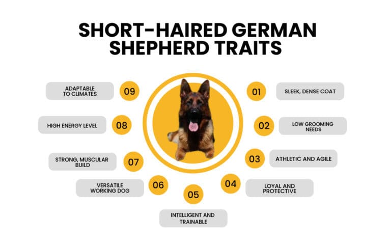 Short-Haired German Shepherds [The Key Characteristics]