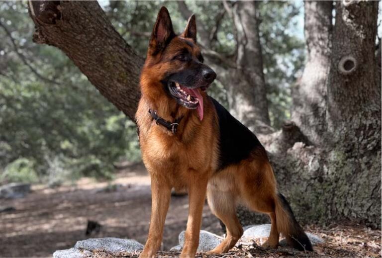 German Shepherd Bite Force: How Strong Is It?