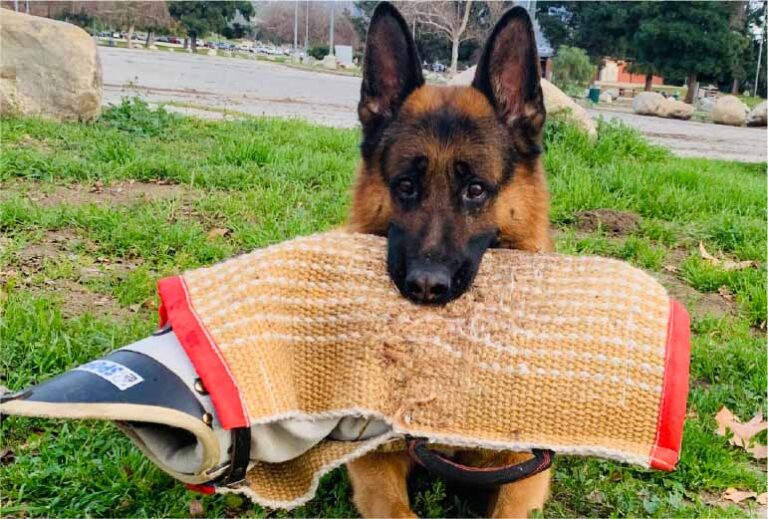 German Shepherd Bite Force: How Strong Is It?
