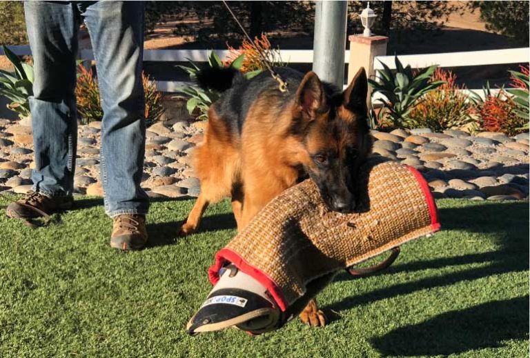 Male German Shepherds: Temperament, Training, and Care