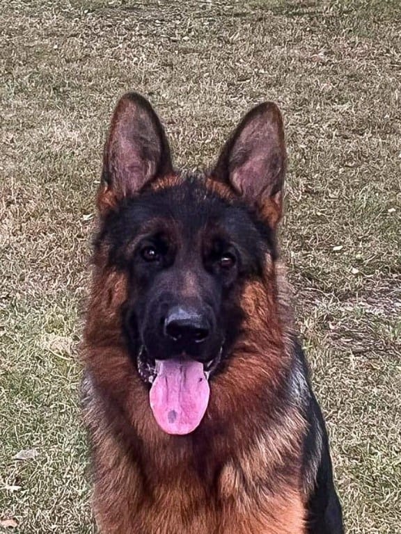 German Shepherds for Sale - Trained & Loyal